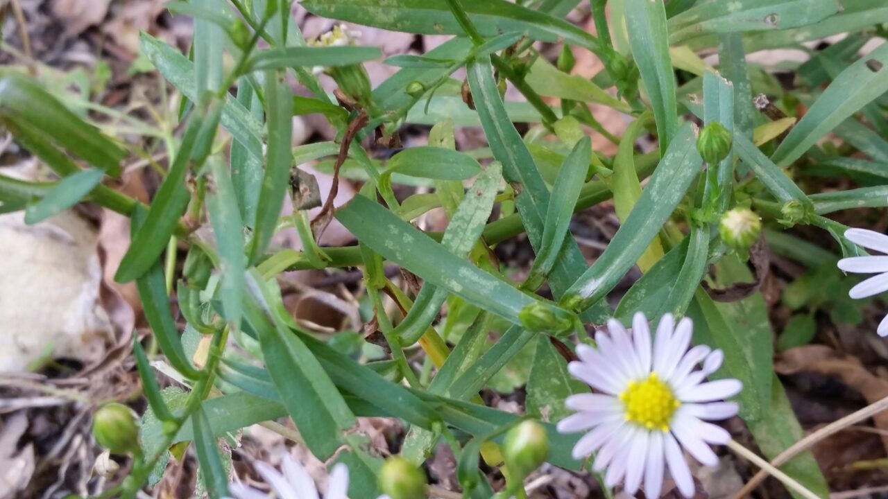 North Texas Native: Aromatic Aster - Sarah Jay - Freelance Writer